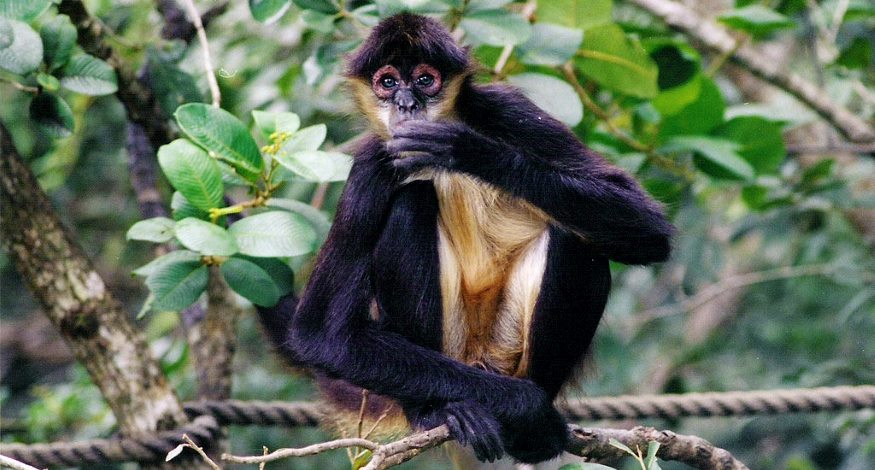 Best All-Inclusives for Hanging Out With Monkeys | Best All Inclusive