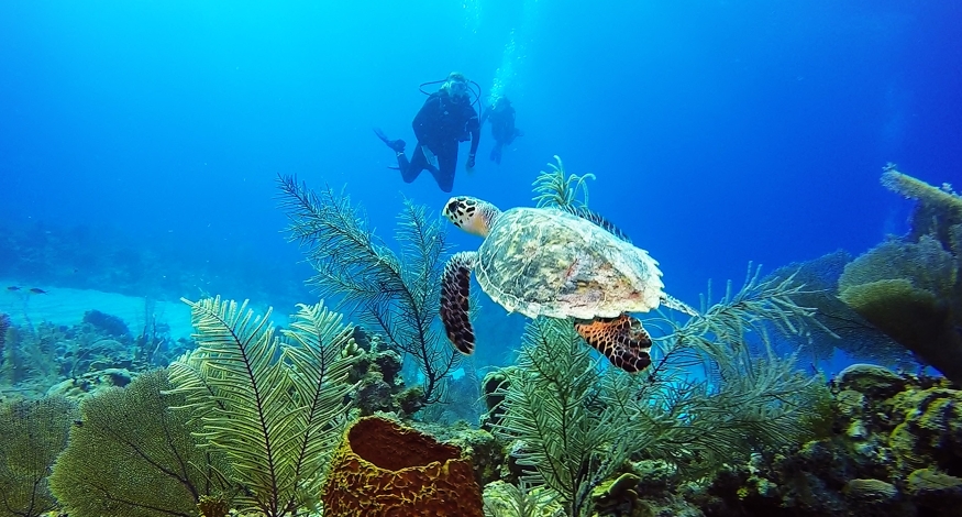 Best All Inclusives for Scuba Divers [for 2026] | Best All Inclusive