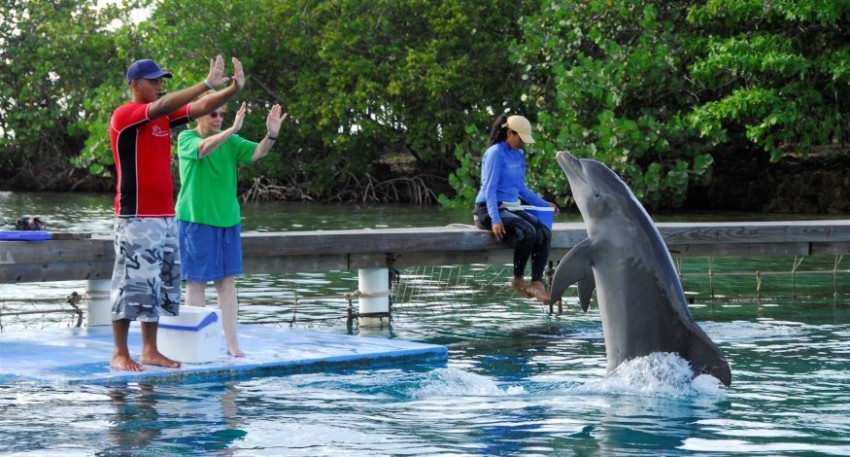 Best All Inclusives for Swimming with Dolphins [for 2026] | Best All ...